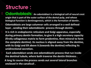 Dentenogenesis and histology of dentin | PPT