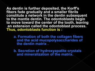 Dentenogenesis and histology of dentin | PPT