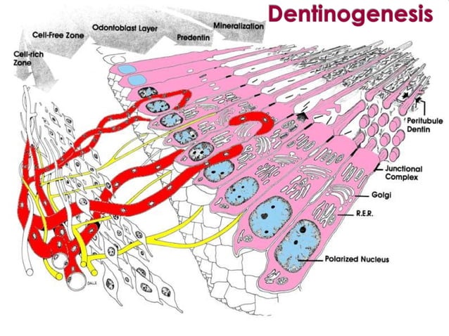 Dentenogenesis and histology of dentin | PPT | Dental Health | Diseases and Conditions