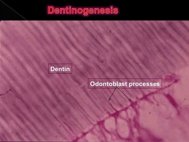 Dentenogenesis and histology of dentin