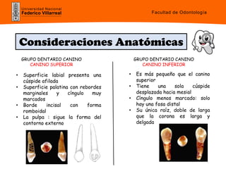 DENTICION DECIDUA ORTODONCIA y ORTOPEDIA | PDF