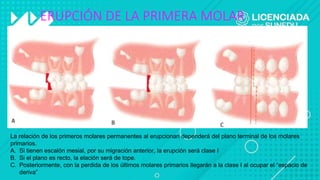 proceso de erupcion en la denticion mixta.pptx