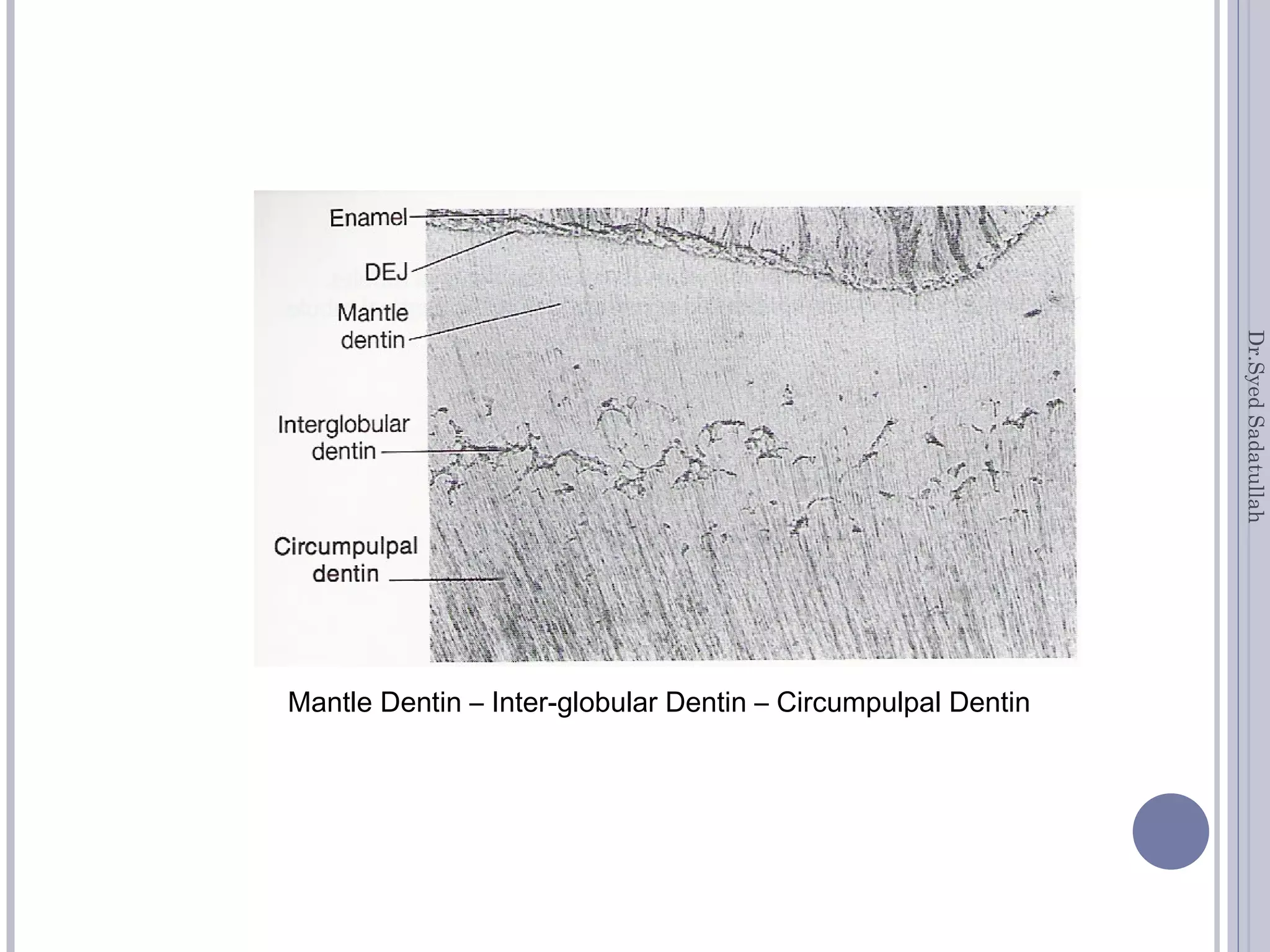 Dentin | PPT