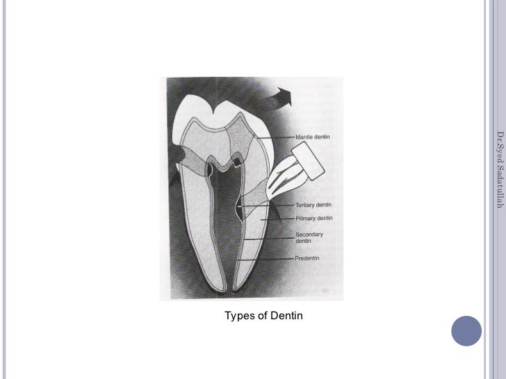 Dentin