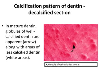 Dentin | PDF