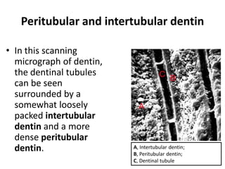 Dentin | PDF