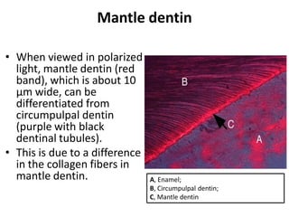 Dentin | PDF