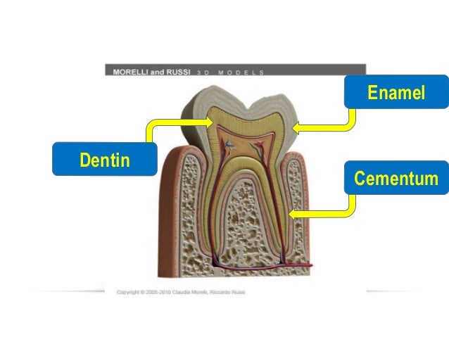 Dentin.ppt2