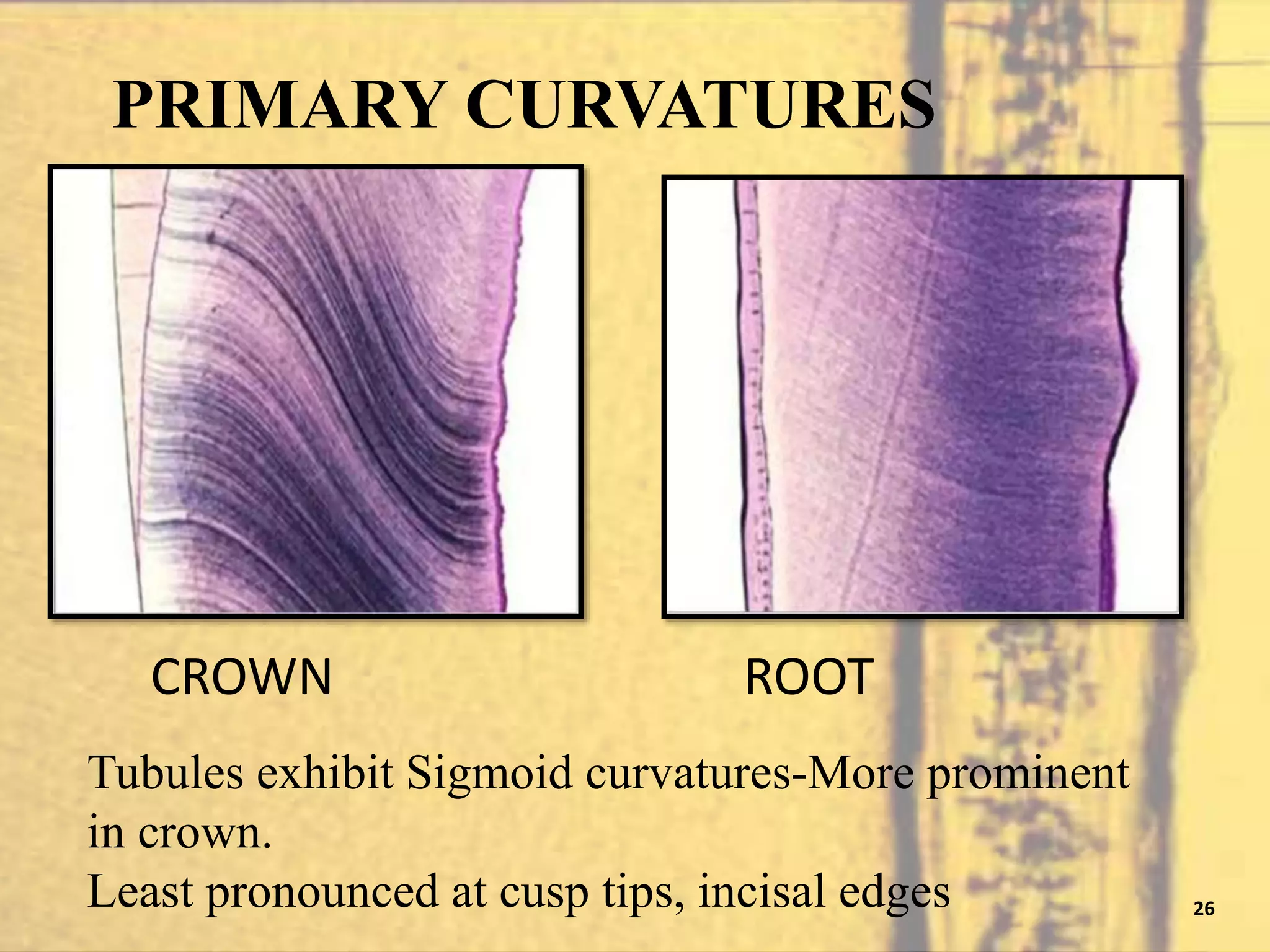 Dentin | PPTX