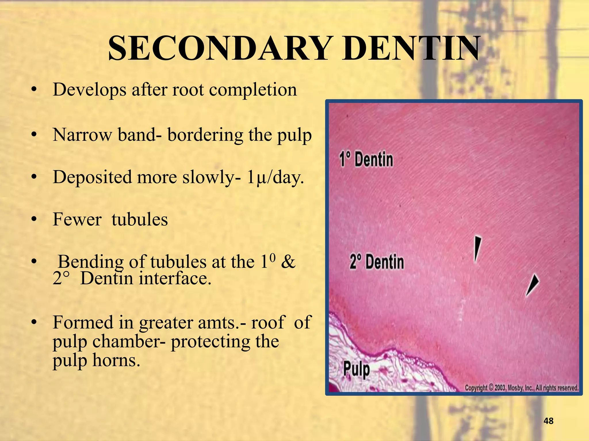 Dentin | PPTX
