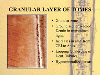 Dentin | PPT