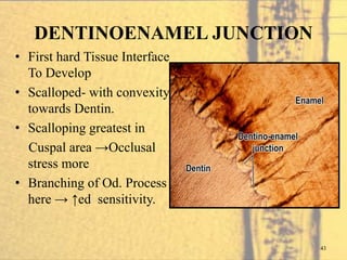 Dentinoenamel Junction