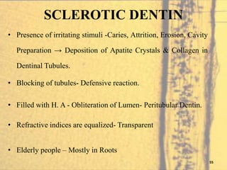 Sclerotic Dentin
