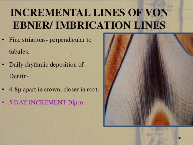 Incremental Lines Of Von Ebner Structure Of Dentine | PPT