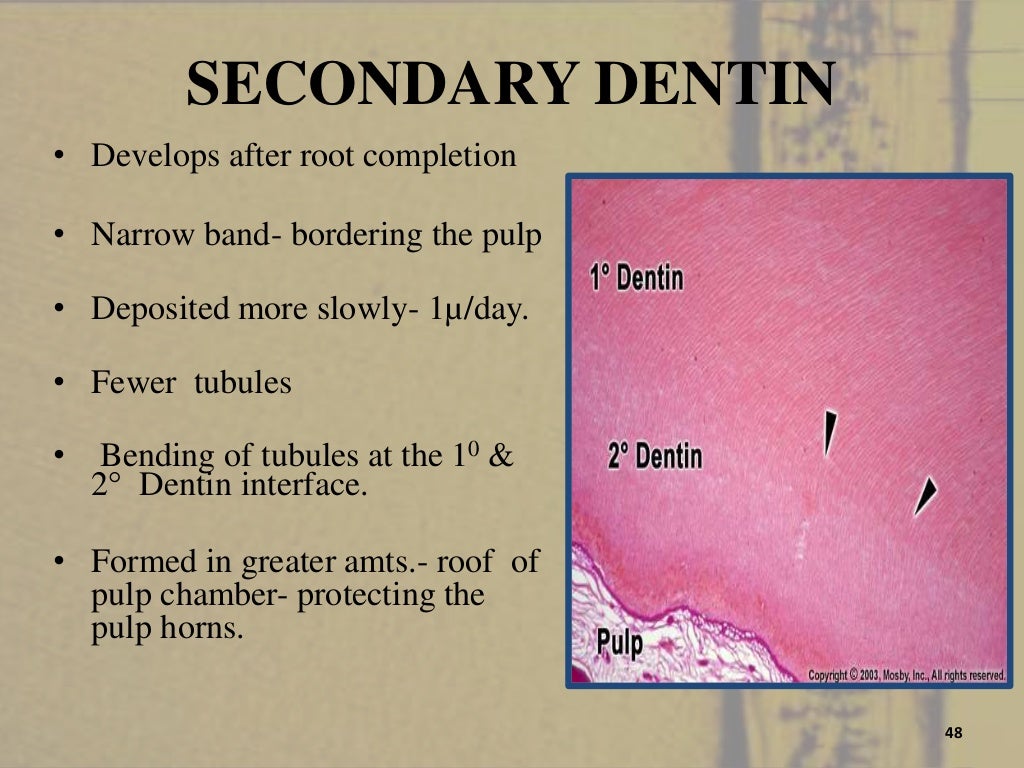 Dentin