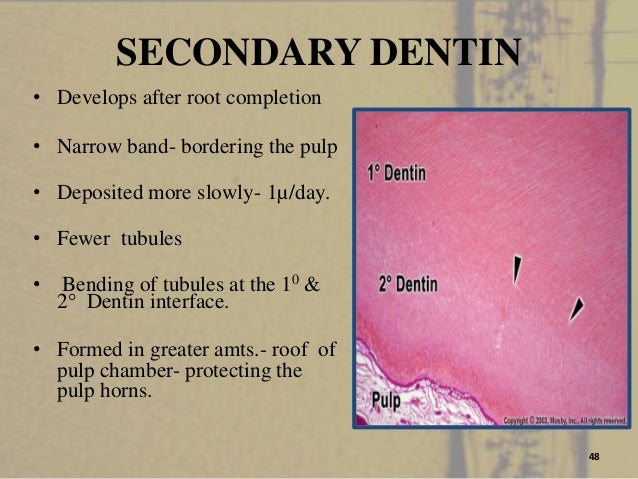 Dentin