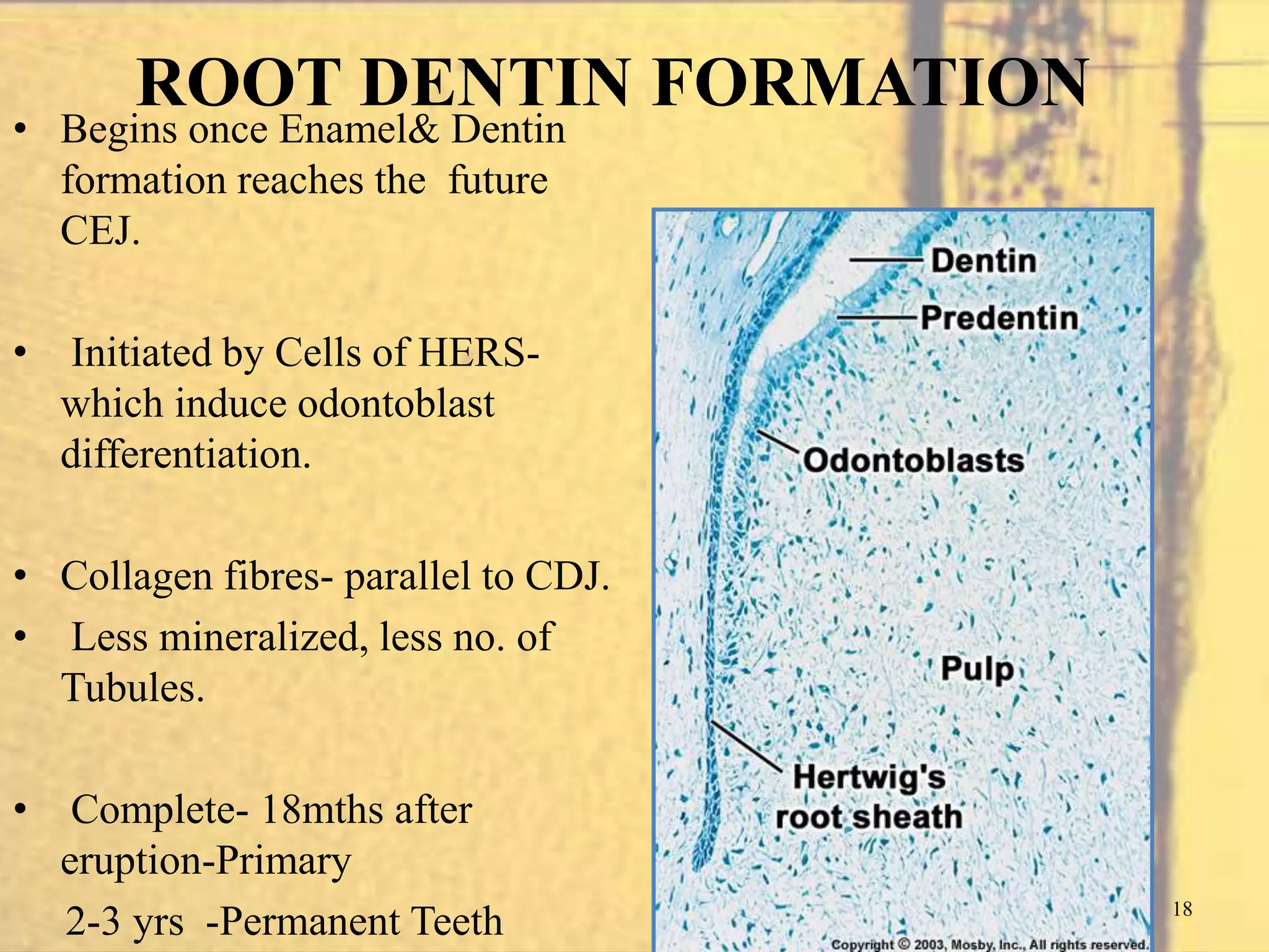 Dentin | PPTX