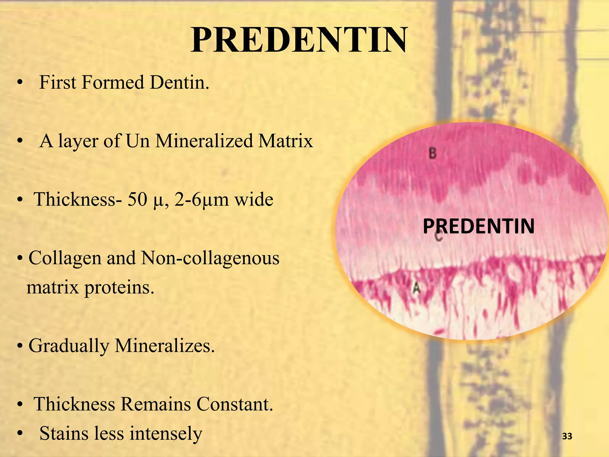 Dentin | PPTX