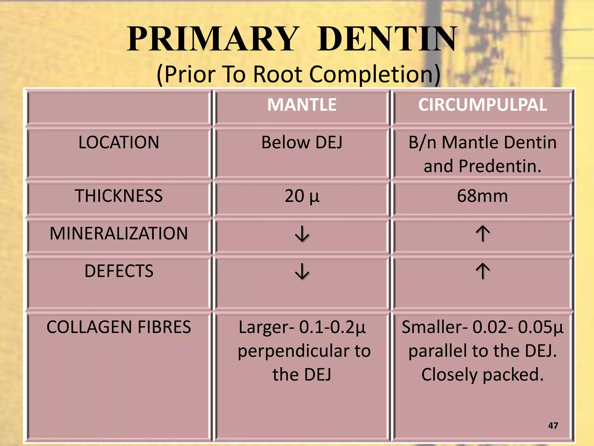 Dentin | PPTX