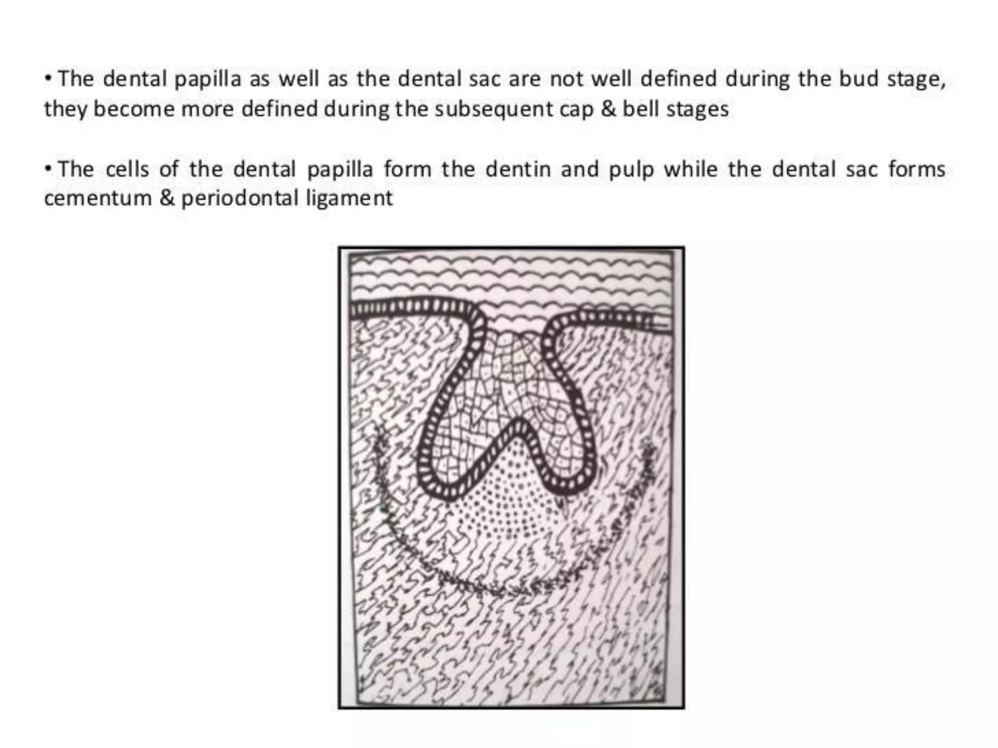 Dentin -- Structural aspect | PPTX