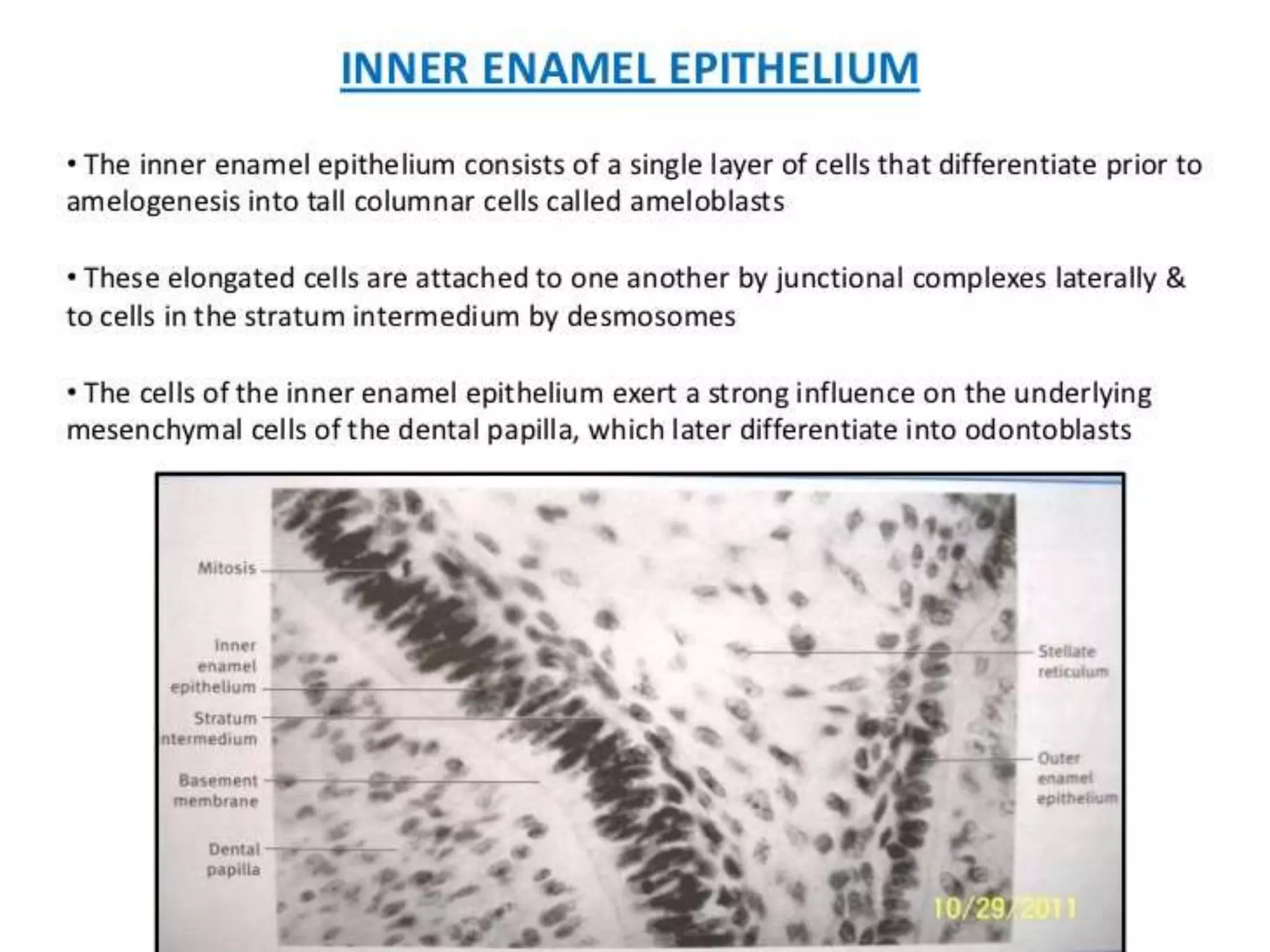Dentin -- Structural aspect | PPTX