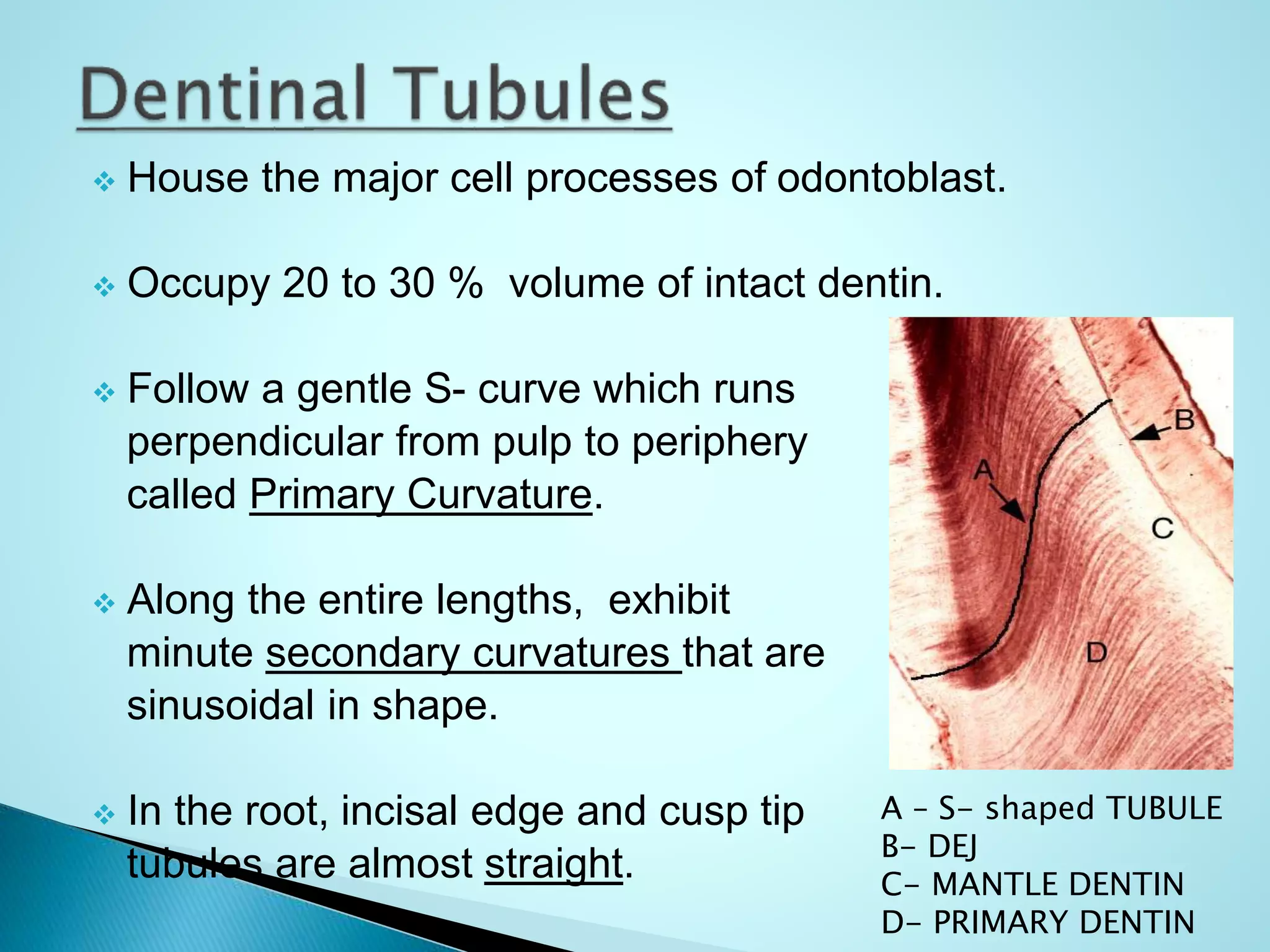 Dentin -- Structural aspect | PPT