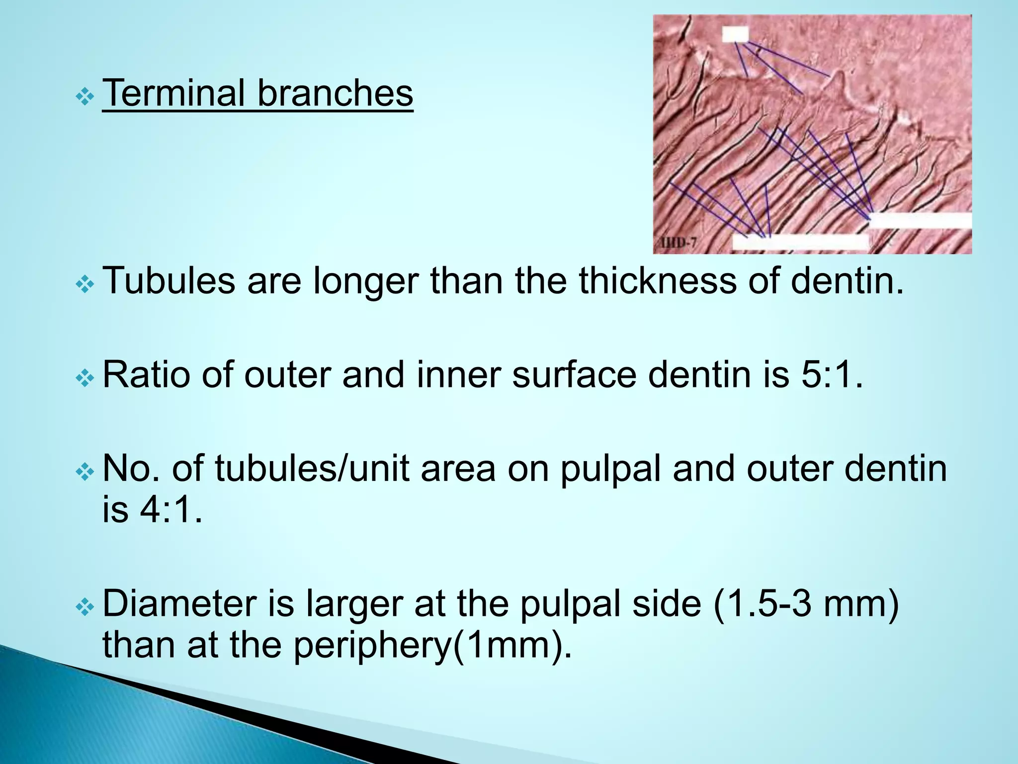 Dentin -- Structural aspect | PPTX