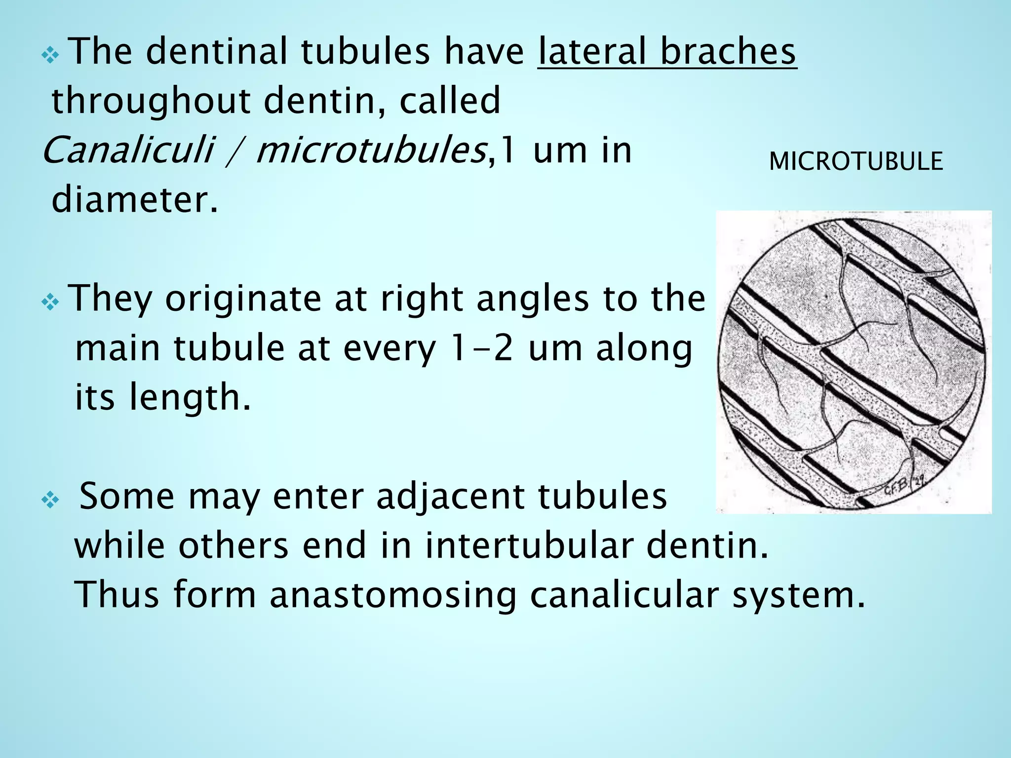 Dentin -- Structural aspect | PPTX