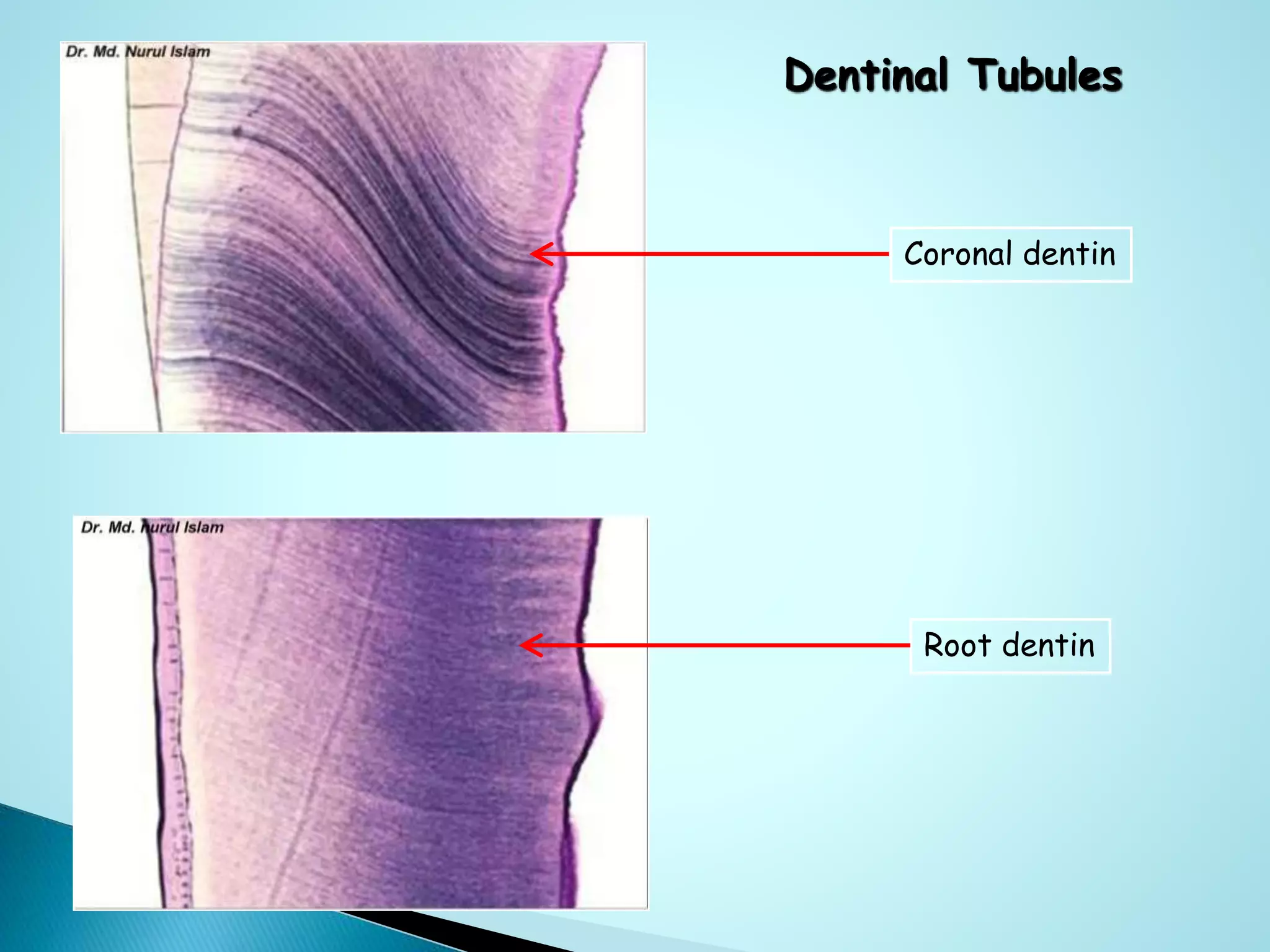 Dentin -- Structural aspect | PPT