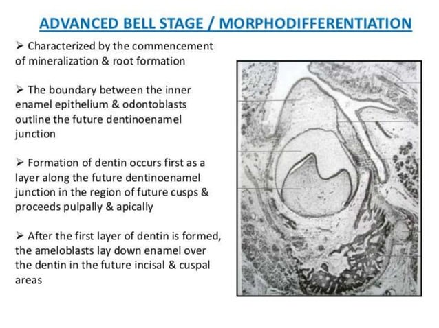 Dentin -- Structural aspect | PPT