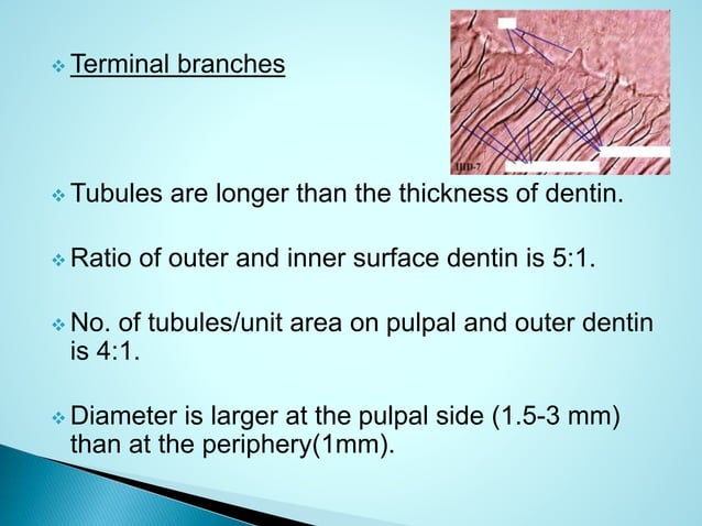 Dentin -- Structural aspect | PPT