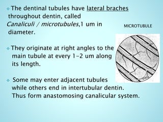Dentin -- Structural aspect | PPTX