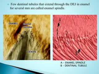 Dentin -- Structural aspect | PPTX