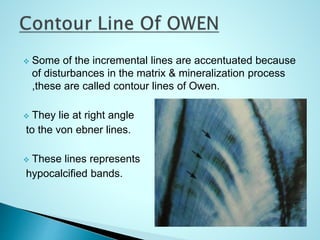 Incremental Lines Of Von Ebner