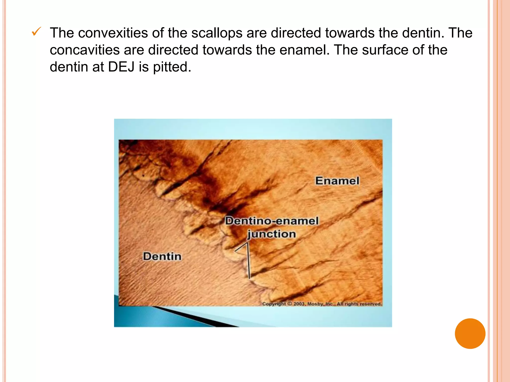 Dentin | PPTX