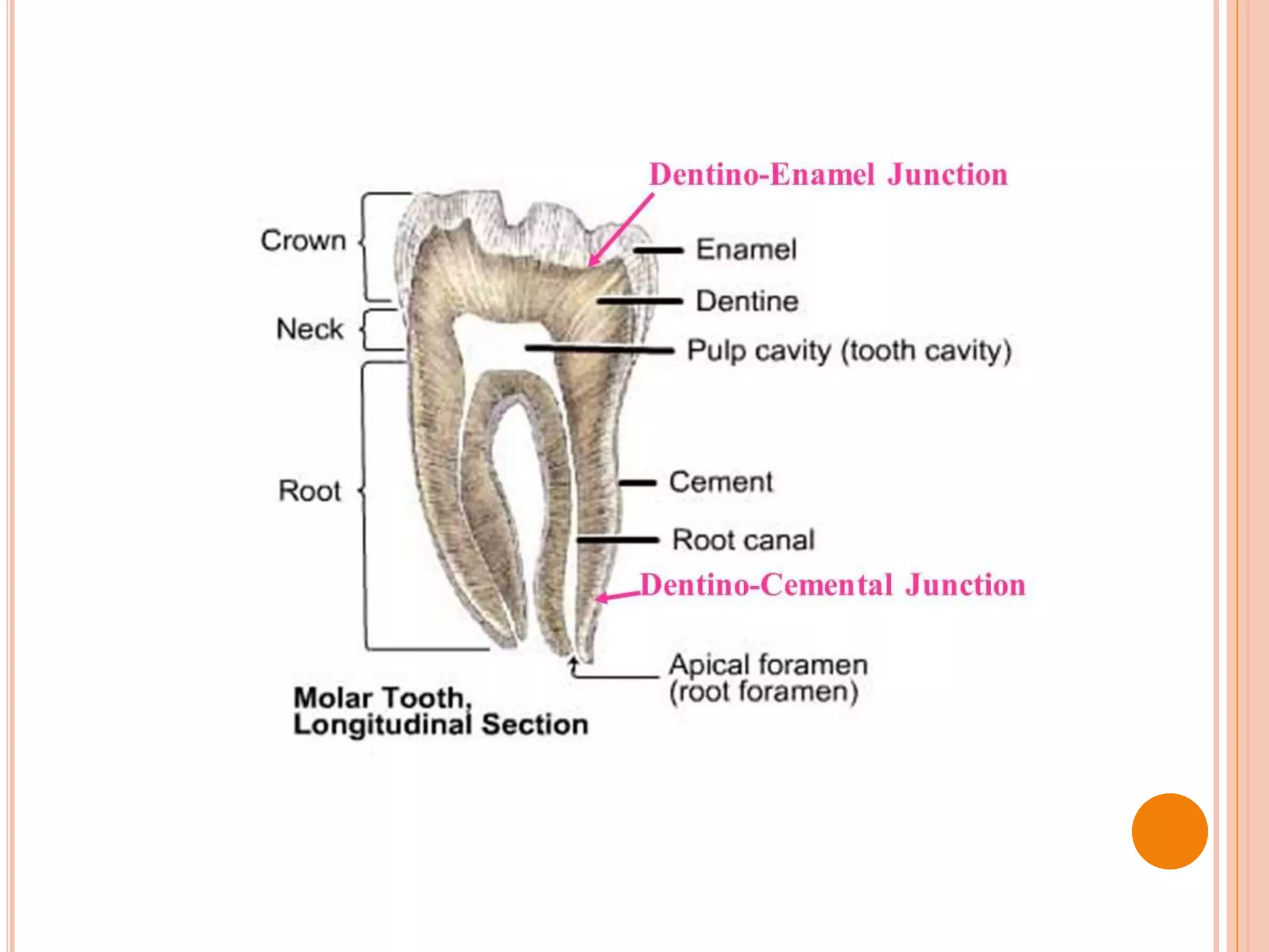 Dentin | PPTX | Dental Health | Diseases and Conditions