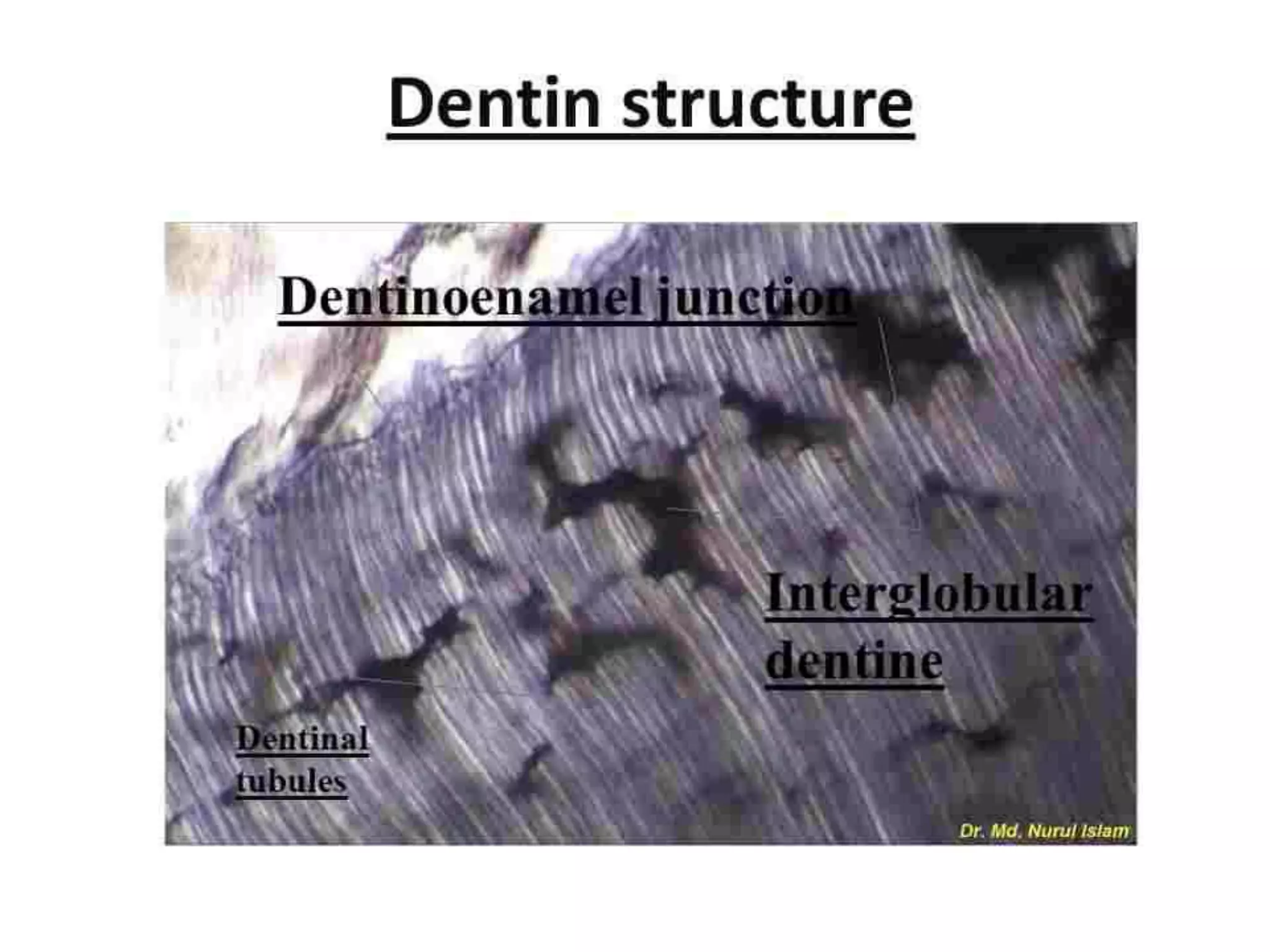 Dentin | PPTX | Dental Health | Diseases and Conditions