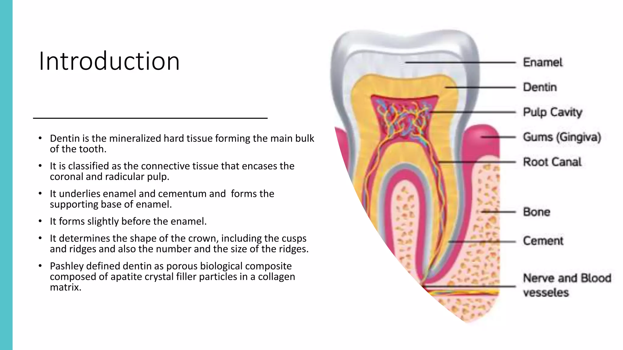 Dentin | PPTX