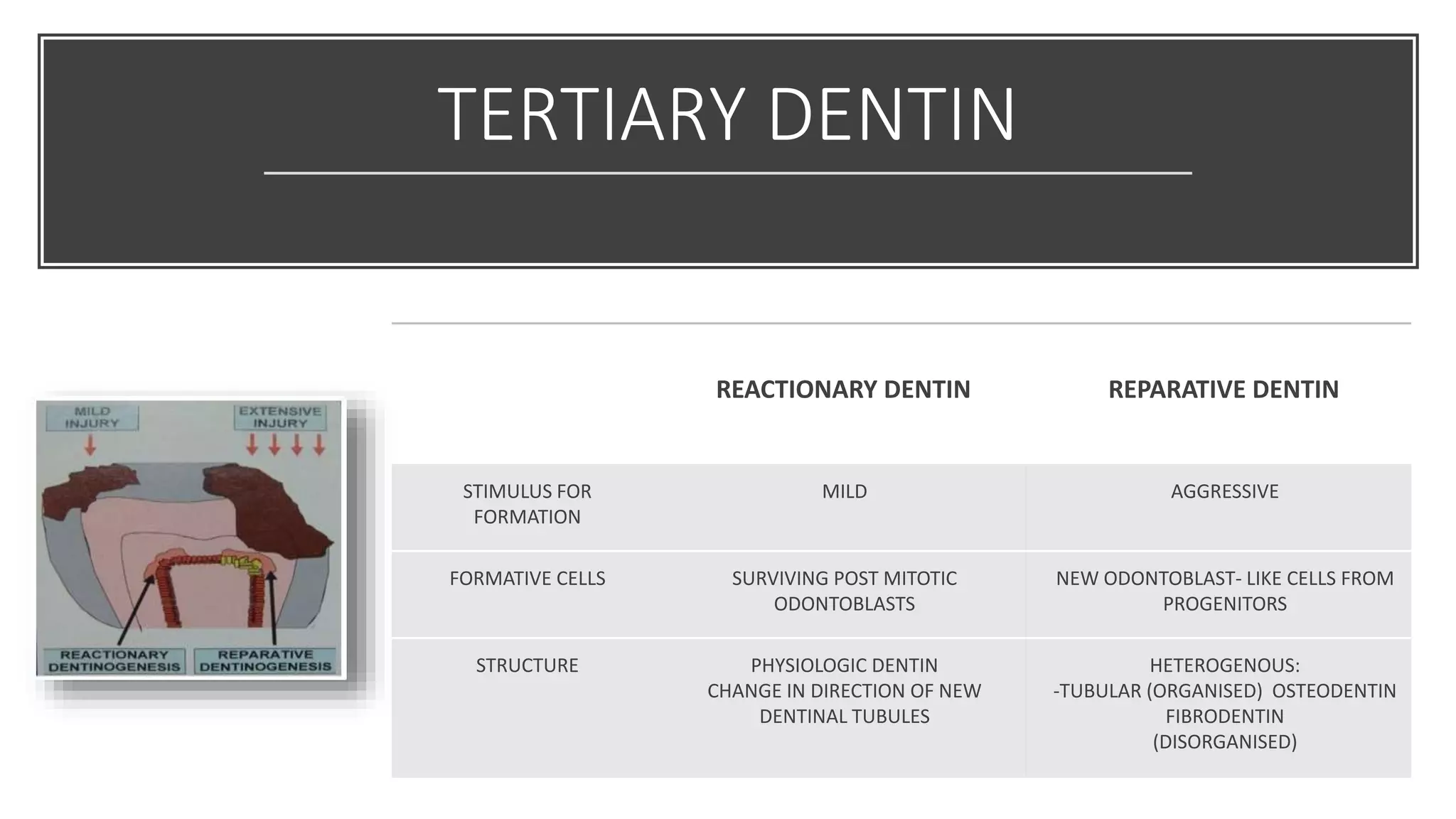 Dentin | PPTX