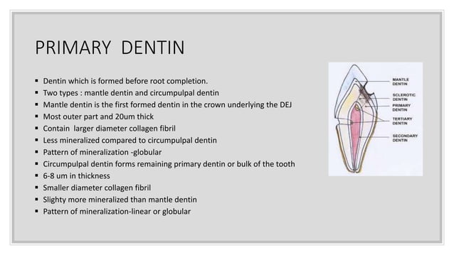 Dentin | PPTX