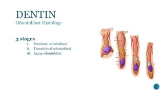 Dentin | PPT