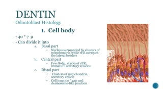 Dentin | PPT