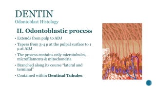 Dentin | PPT