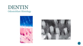Dentin | PPT