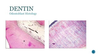 Dentin | PPT