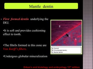 Dentin | PPTX