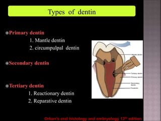 Primary Dentin