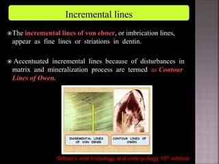 Incremental Lines Of Von Ebner
