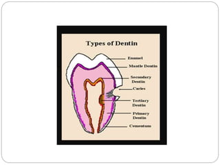 Dentin | PPTX