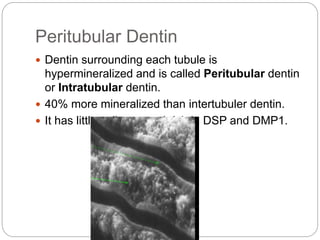 Dentin | PPTX